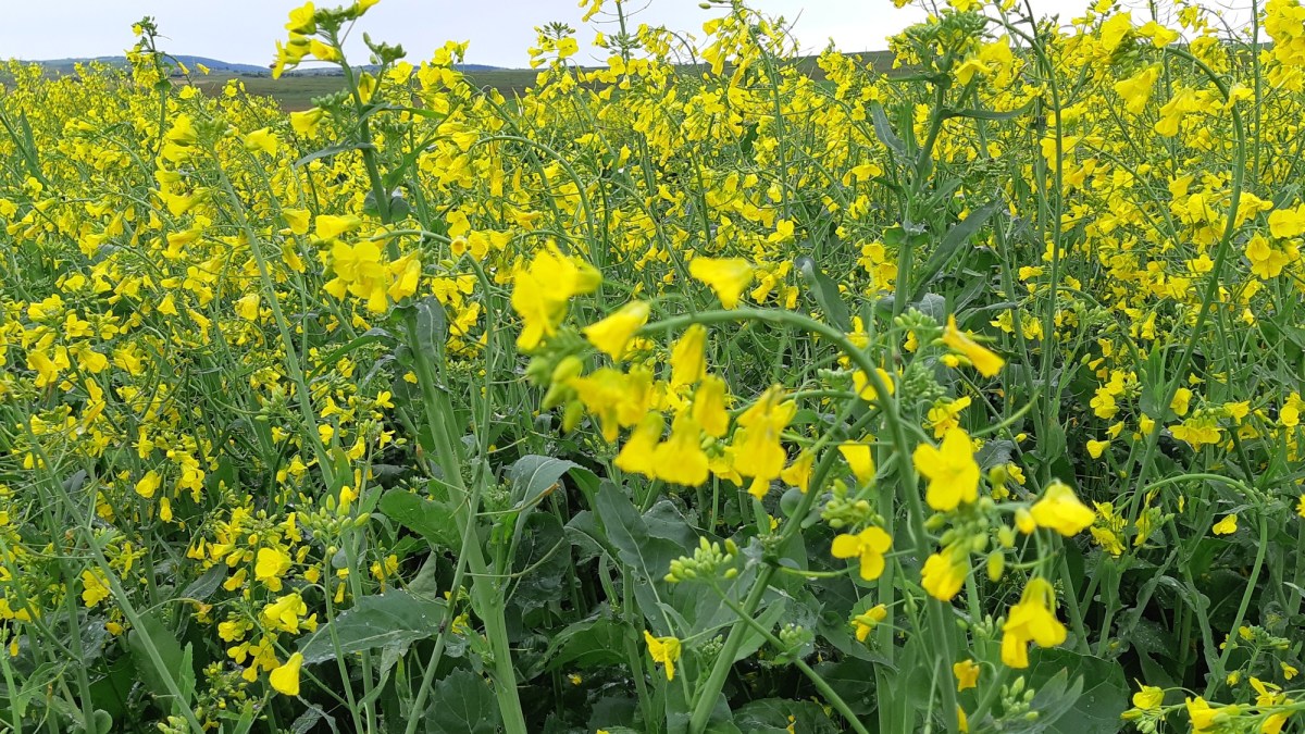 Canola - Agricultural Solutions