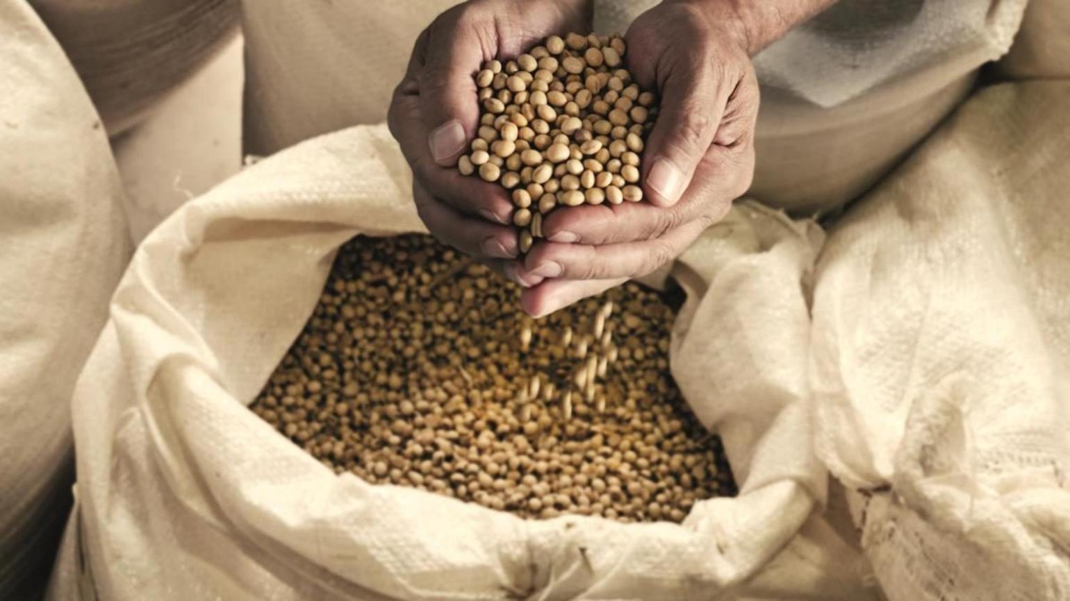 Soybean - Agricultural Solutions