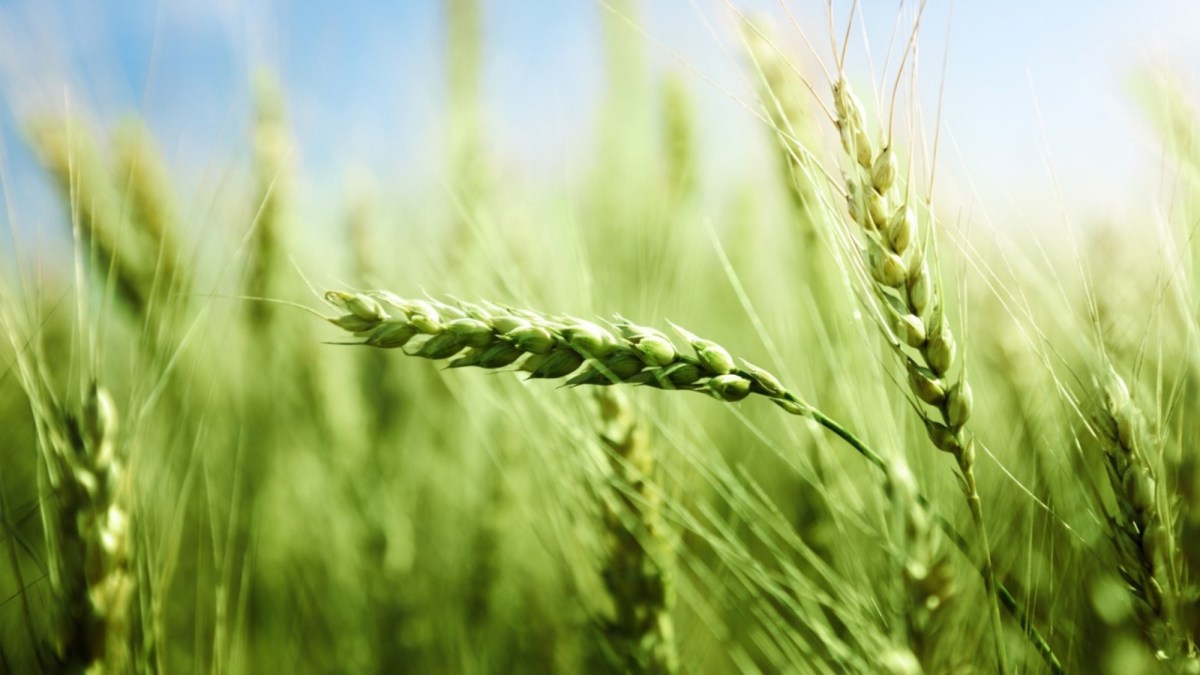 Cereals - Agricultural Solutions