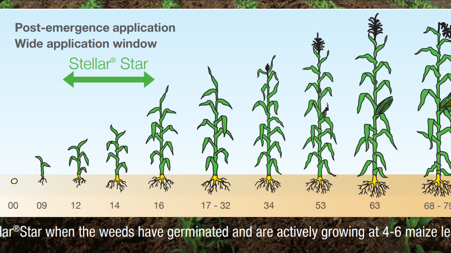 Post-emergence herbicides for maize