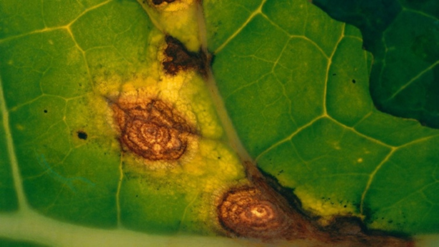 Alternaria spp - Agricultural Solutions