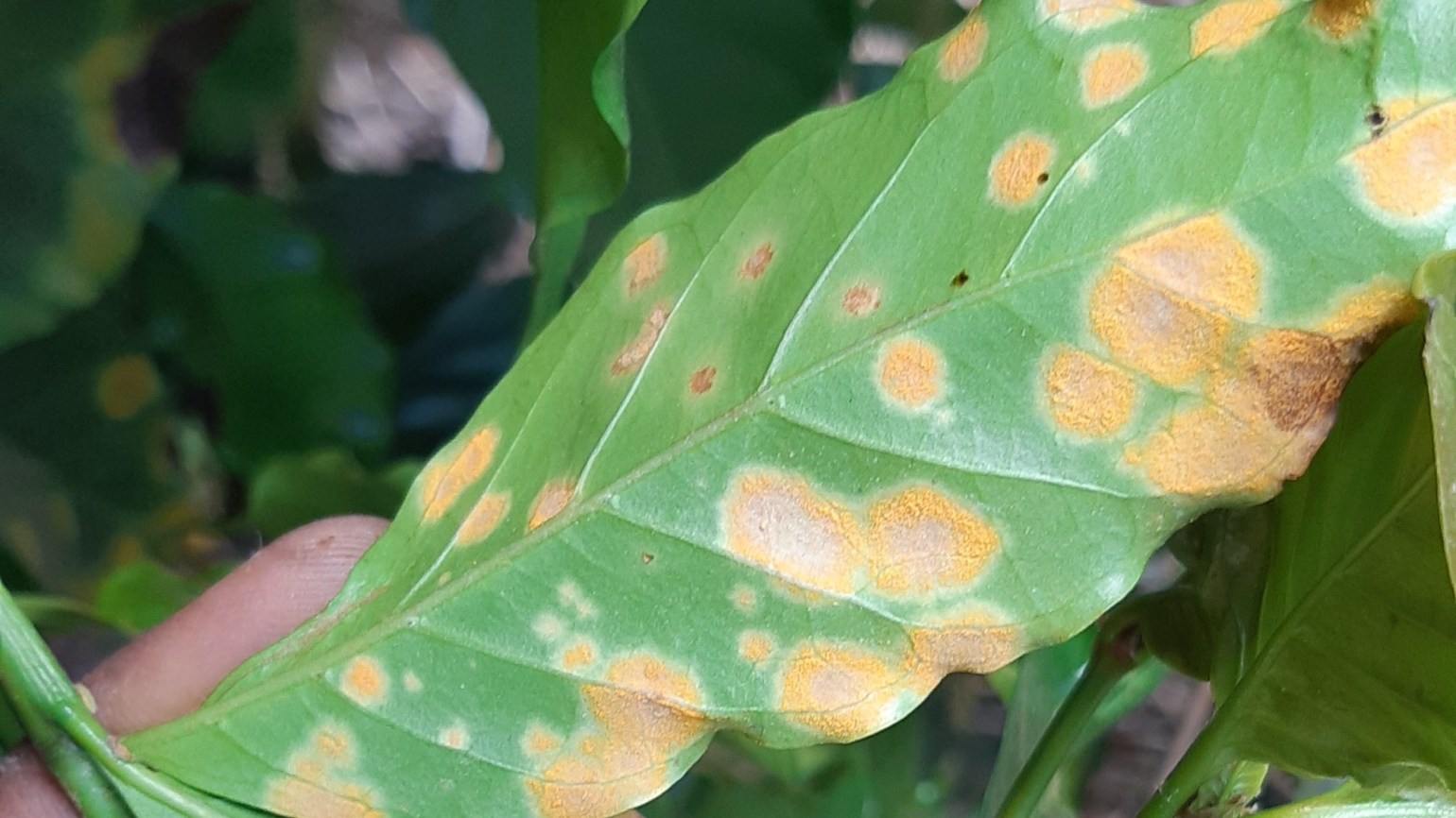Coffee leaf rust - Agricultural Solutions
