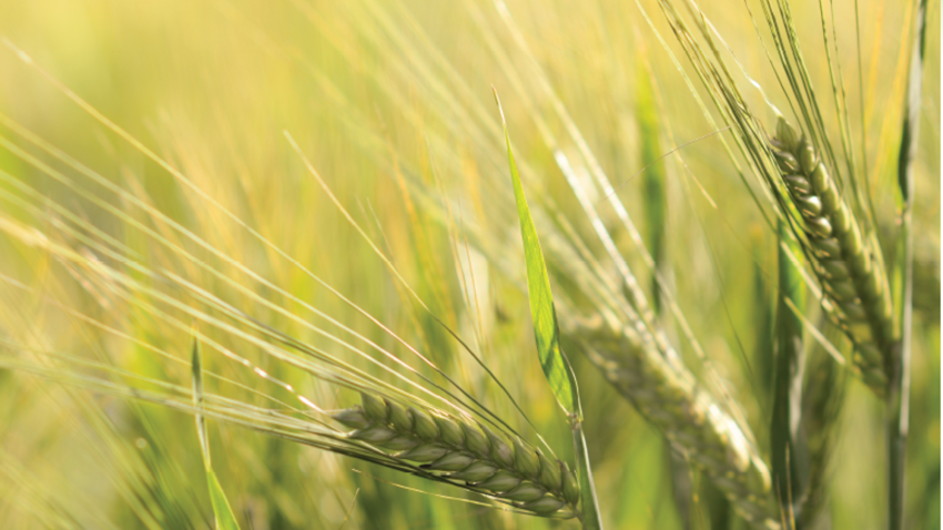 Winter Barley - Agricultural Solutions