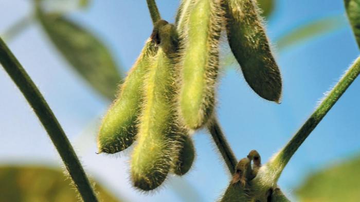 Soybean - Agricultural Solutions