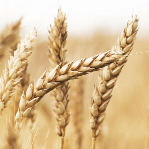 Crop solutions