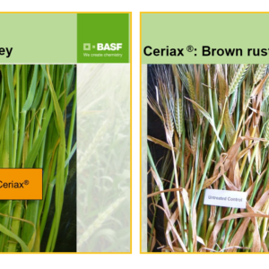 Ceriax® 149.8 EC - Agricultural Solutions