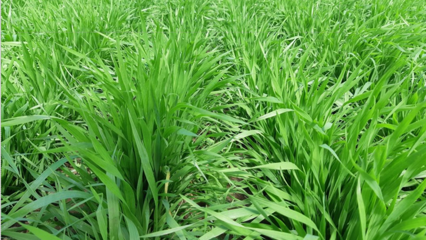 Working together for sustainable agriculture and healthy environment.