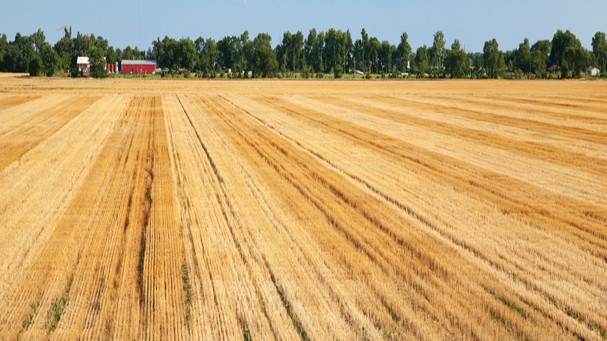 BASF Zambia