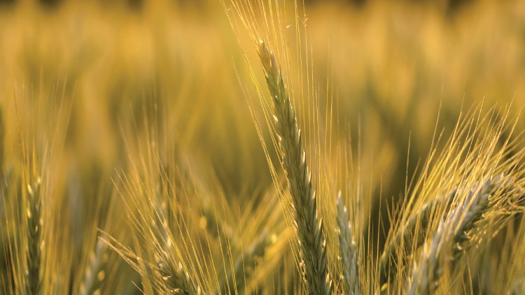 Winter Barley - Agricultural Solutions