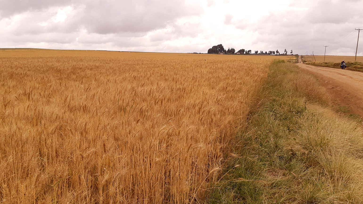 Basta® 200 SL - Agricultural Solutions