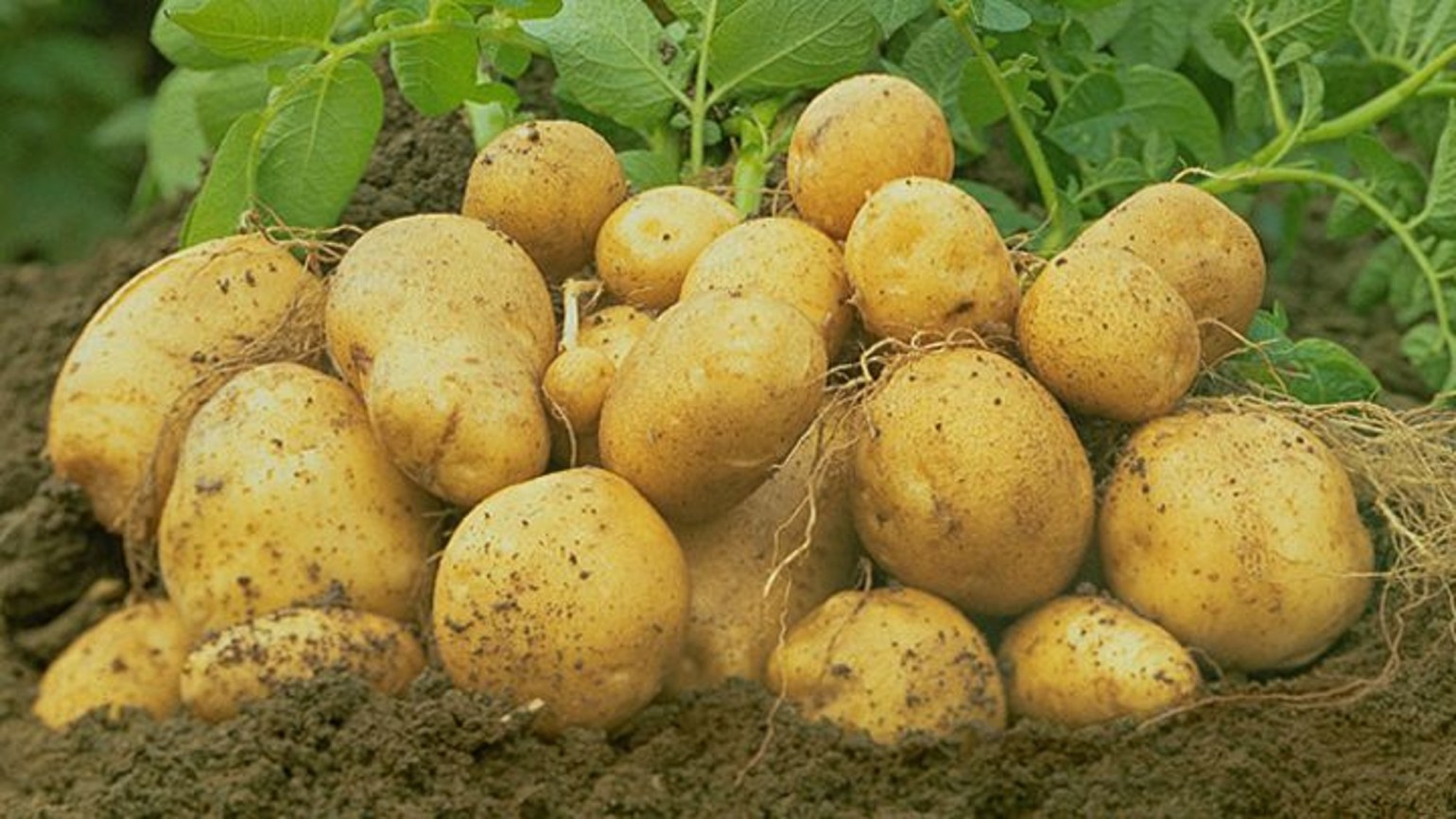 Potato - Agricultural Solutions