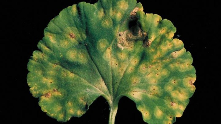 Rust fungi - Agricultural Solutions