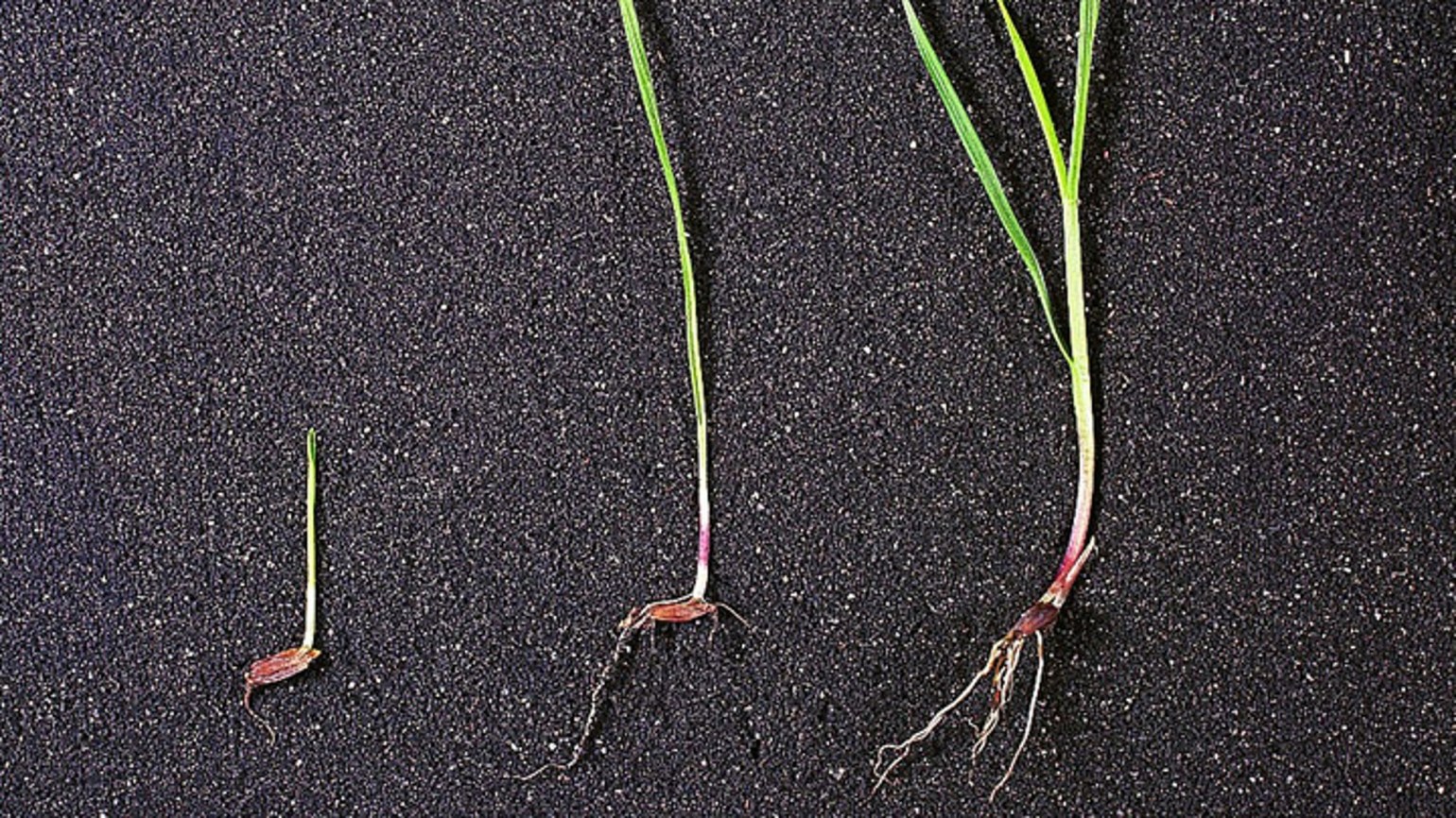 Blackgrass, Mouse foxtail - Agricultural Solutions