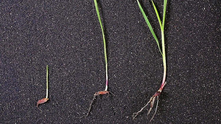 Blackgrass, Mouse foxtail - Agricultural Solutions