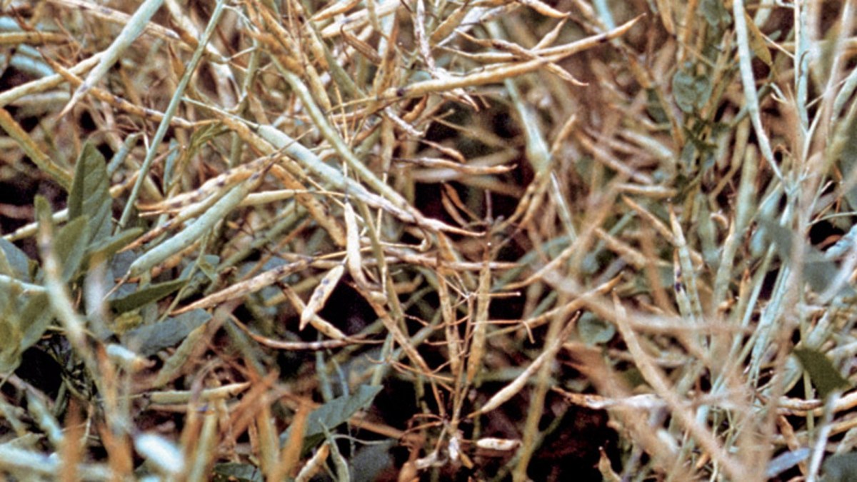 Black spot of cabbage - Agricultural Solutions
