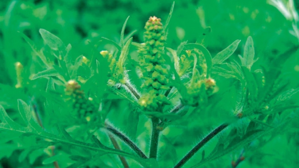 Common ragweed - Agricultural Solutions