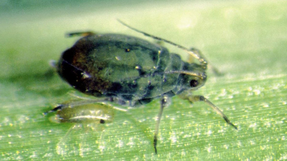 Aphids - Agricultural Solutions