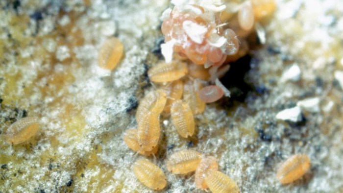 Aphids - Agricultural Solutions