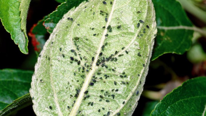 Aphids - Agricultural Solutions