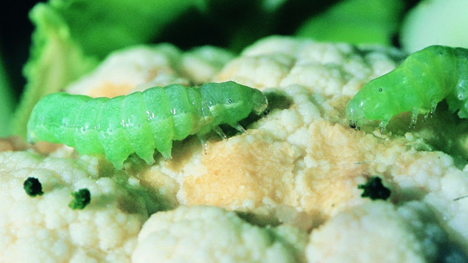 Cabbage moth - Agricultural Solutions