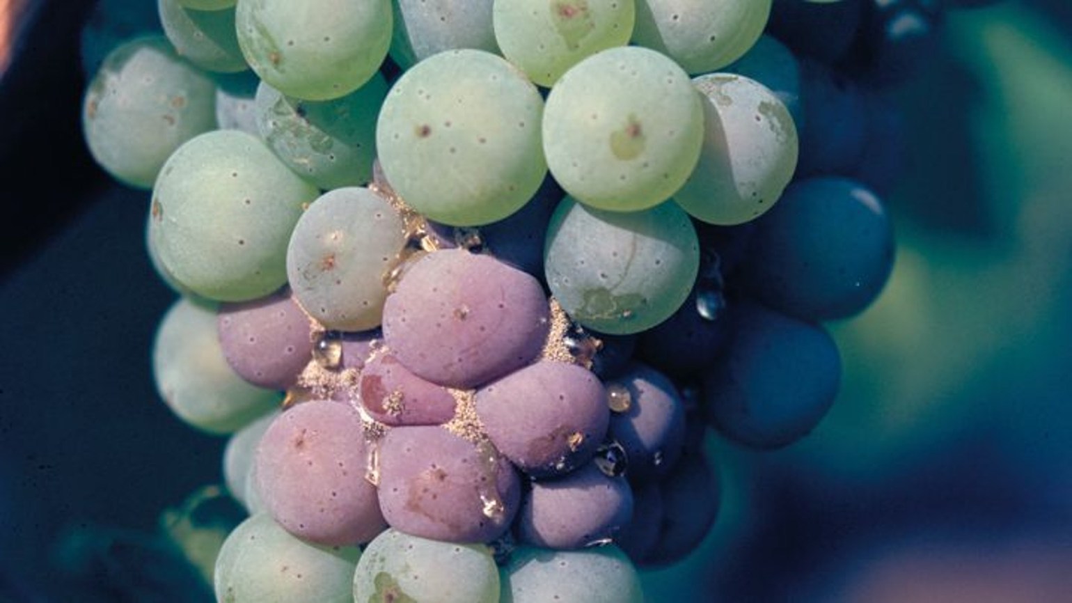 Botrytis - Agricultural Solutions