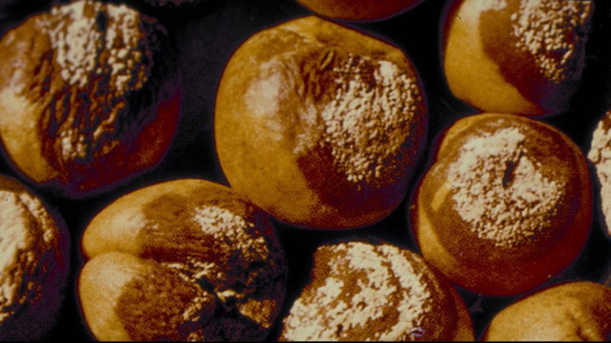 Botrytis - Agricultural Solutions