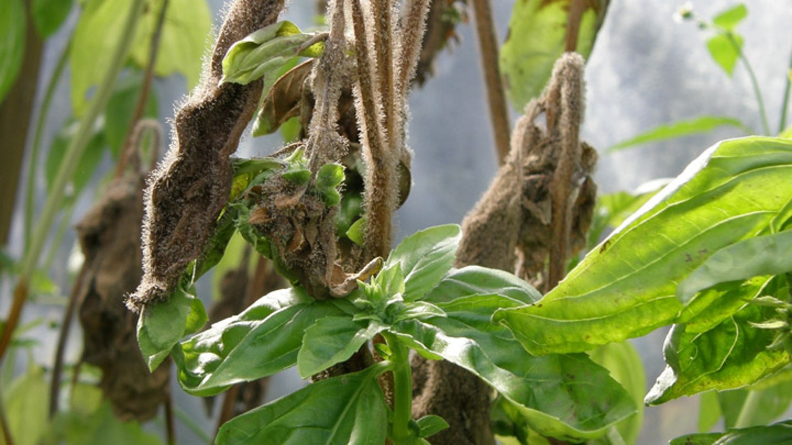 Botrytis - Agricultural Solutions