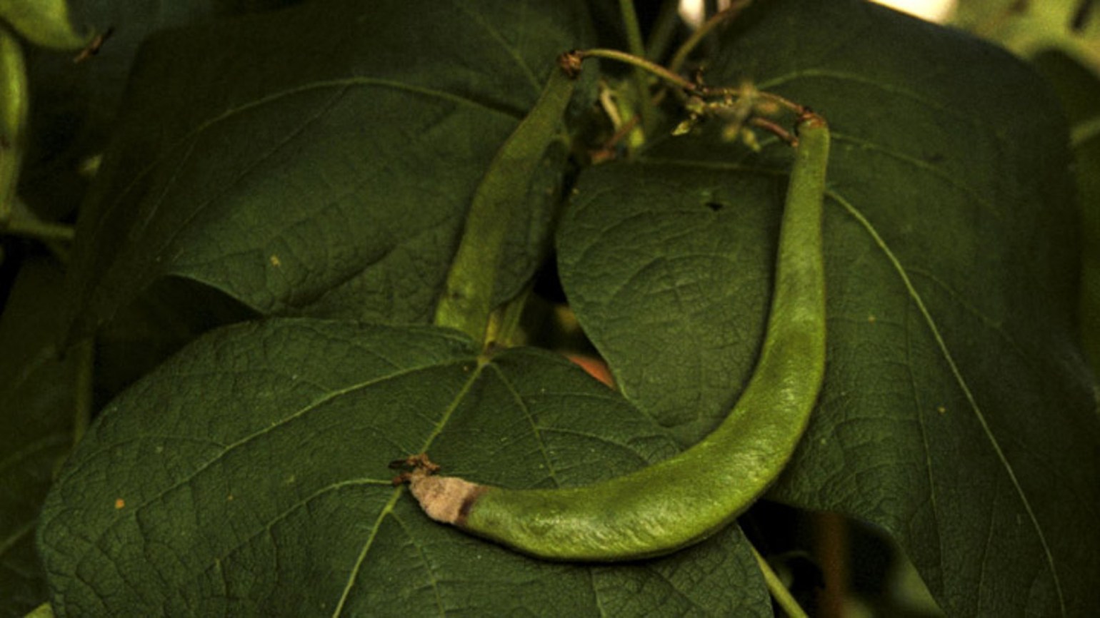 Botrytis - Agricultural Solutions