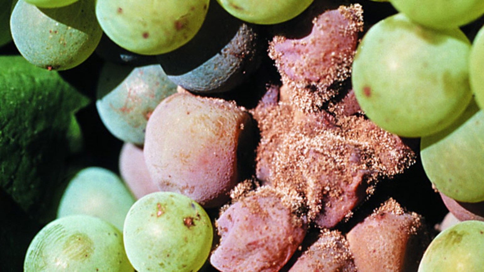 Botrytis - Agricultural Solutions