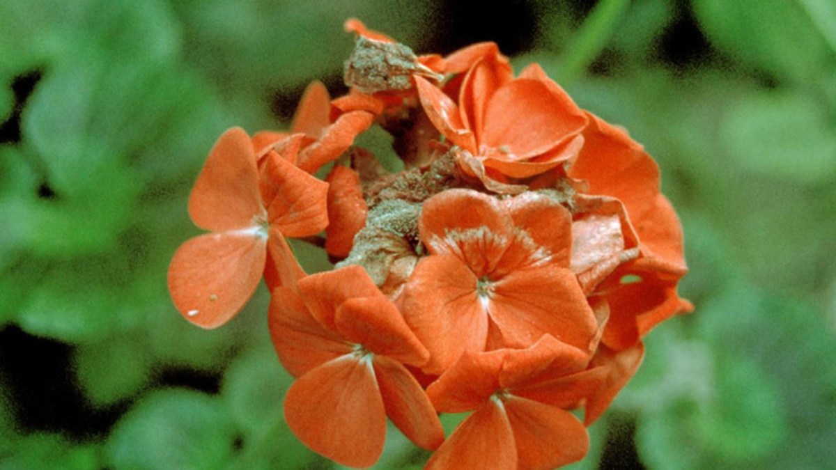 Botrytis - Agricultural Solutions