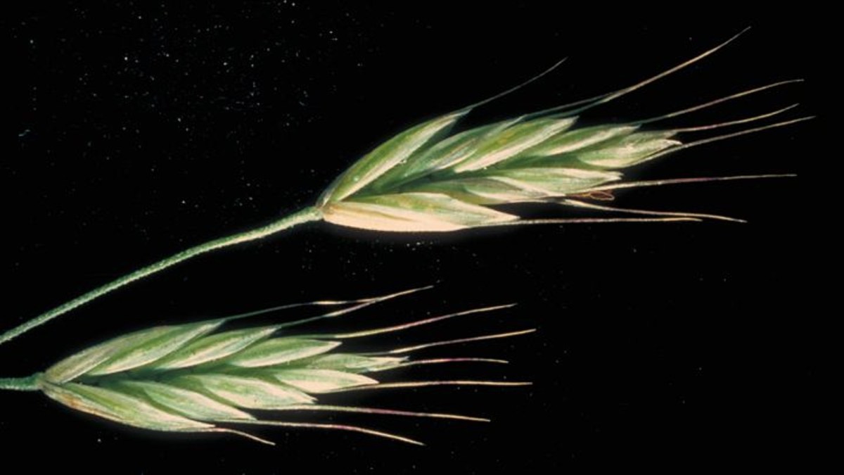 Field brome - Agricultural Solutions