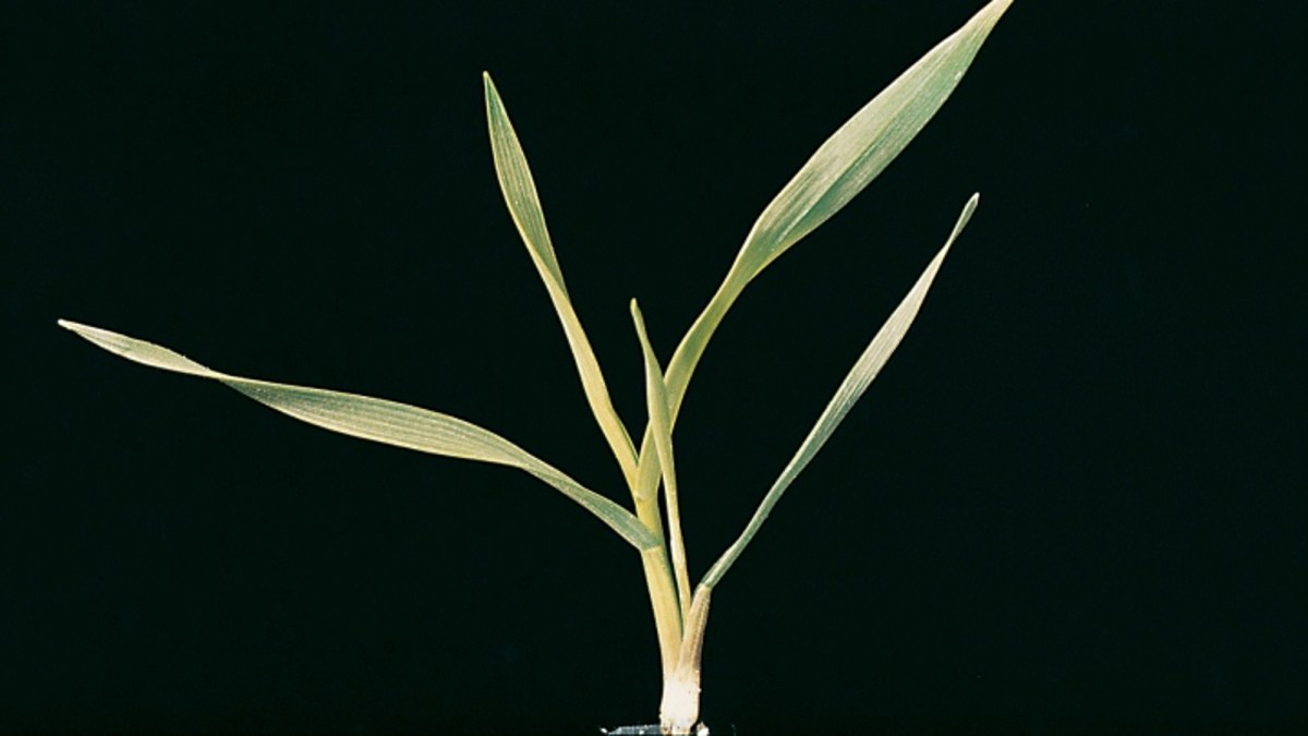 Bromegrass,meadow - Agricultural Solutions