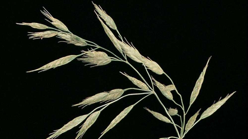 Bromegrass,meadow - Agricultural Solutions