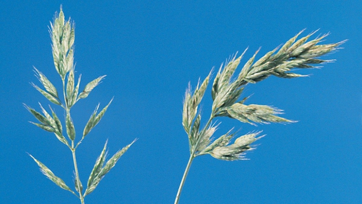 Soft brome - Agricultural Solutions