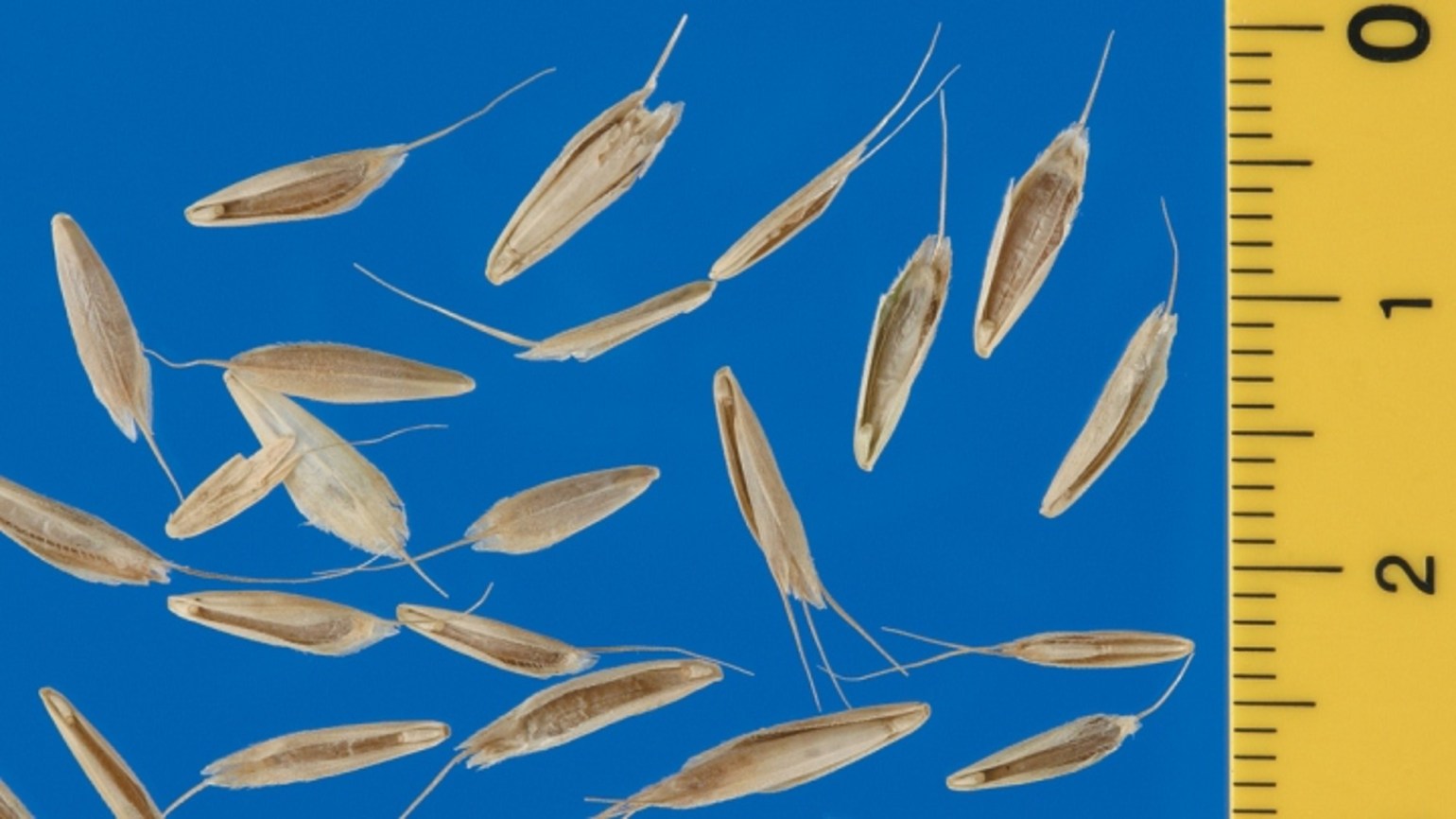 Soft brome - Agricultural Solutions