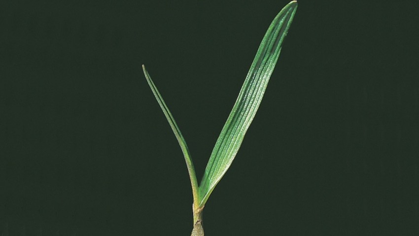 Rye brome - Agricultural Solutions