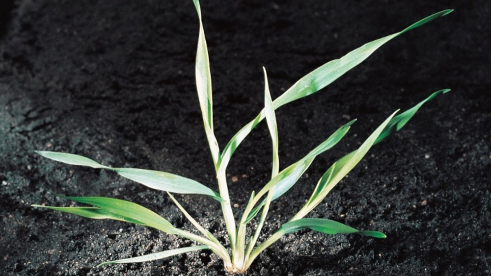 Rye brome - Agricultural Solutions