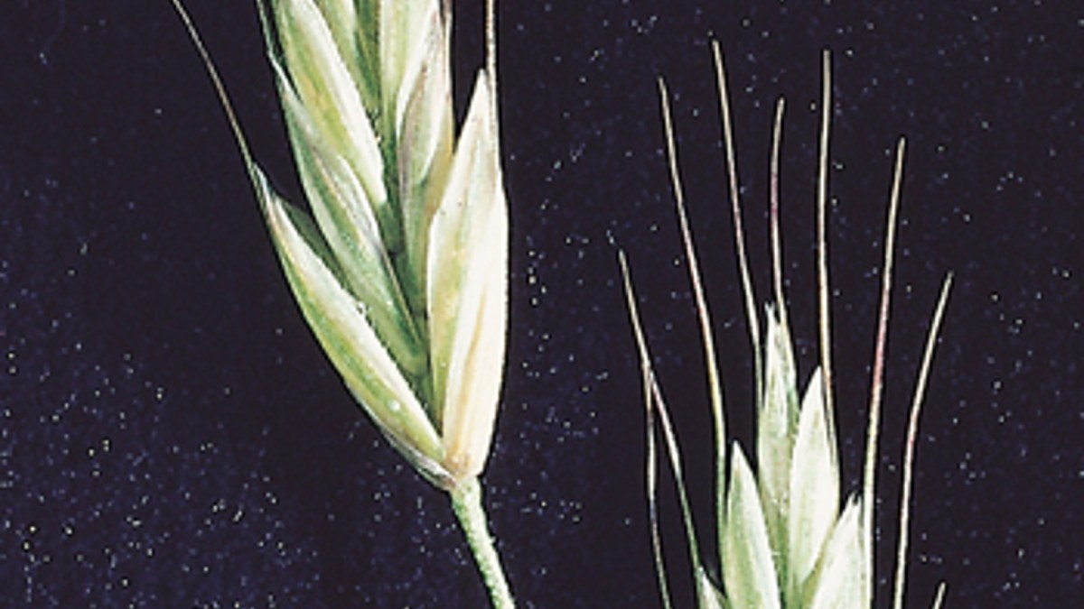 Brome species - Agricultural Solutions