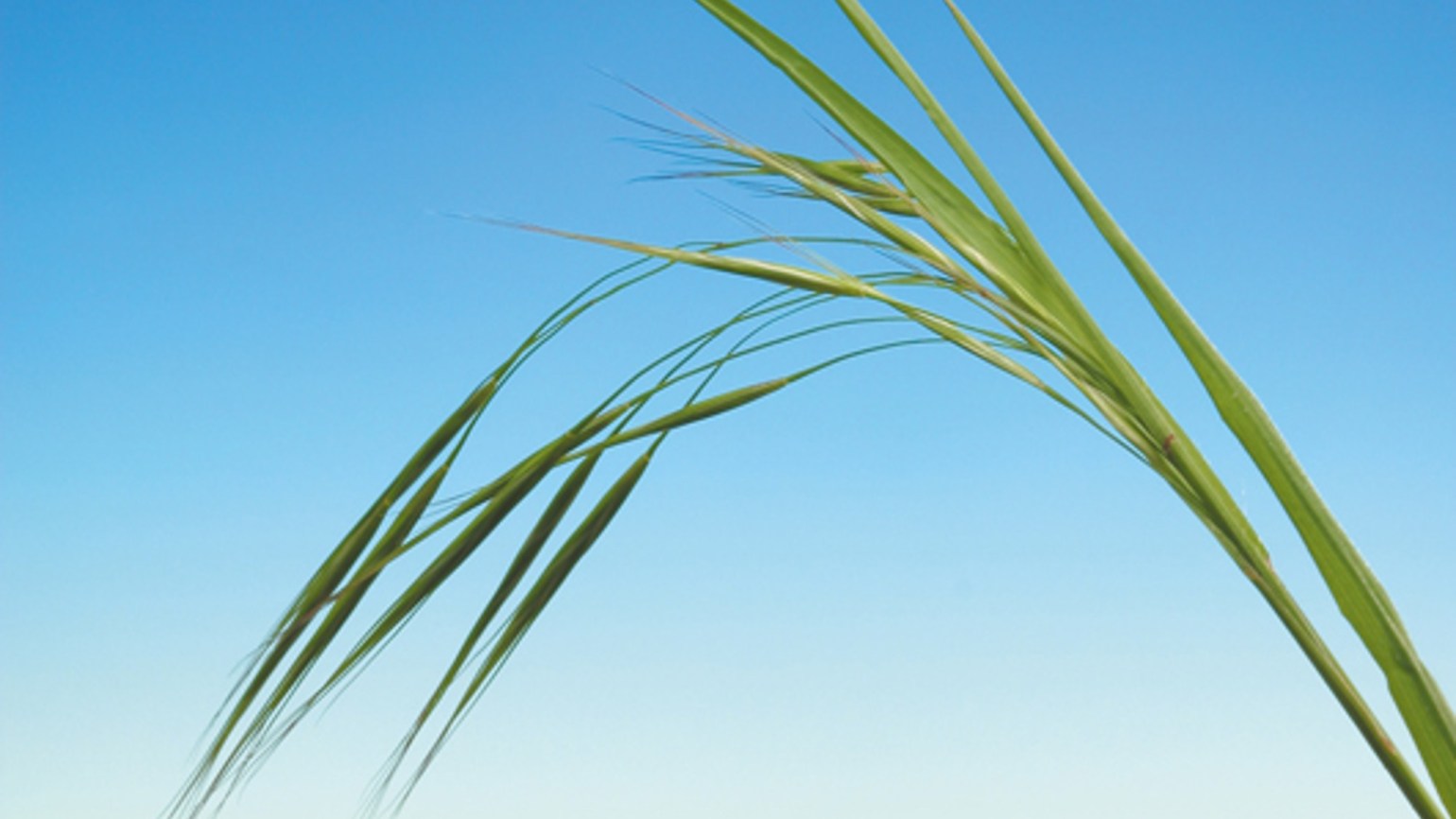 Brome species - Agricultural Solutions