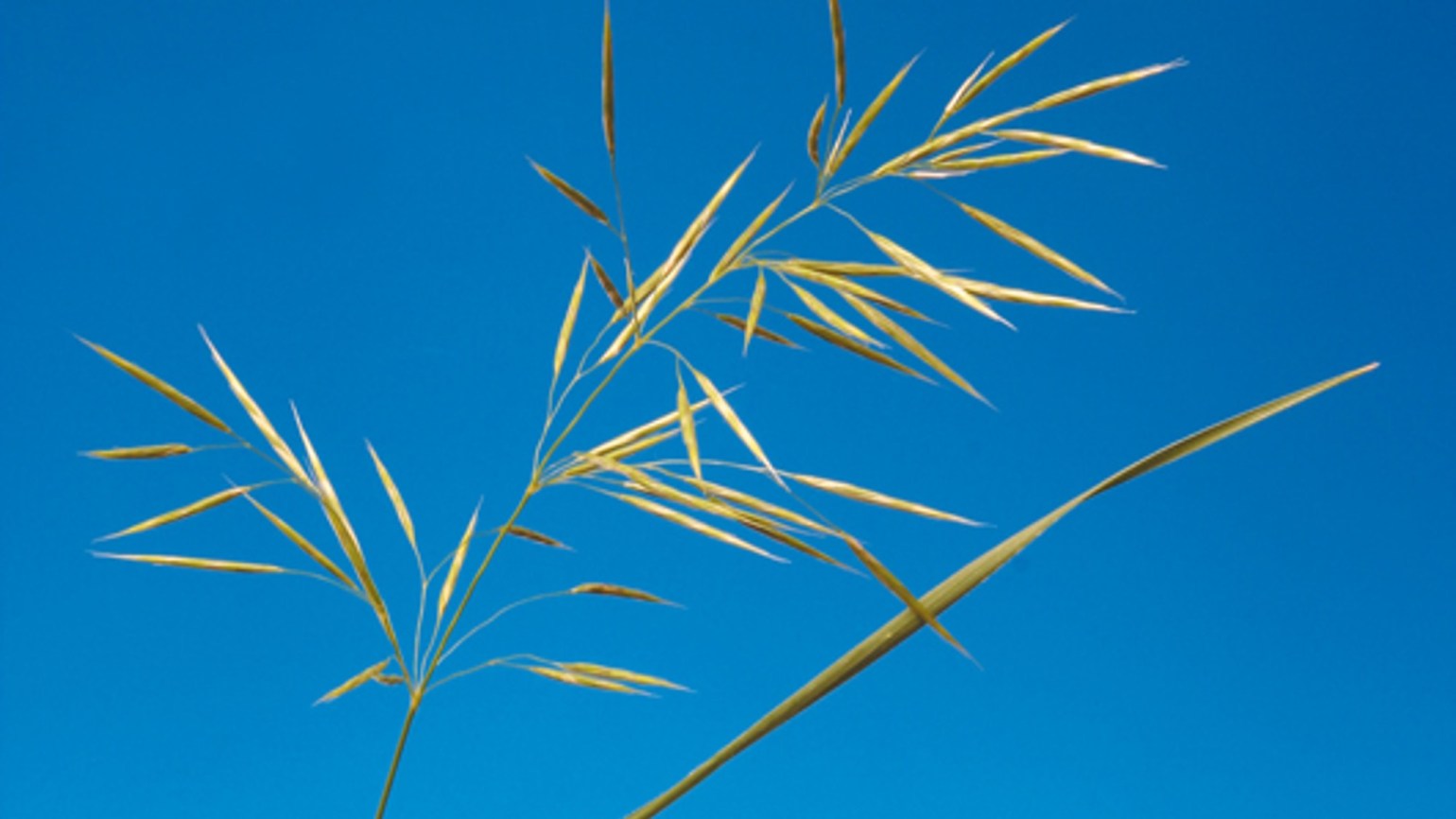 Brome species - Agricultural Solutions