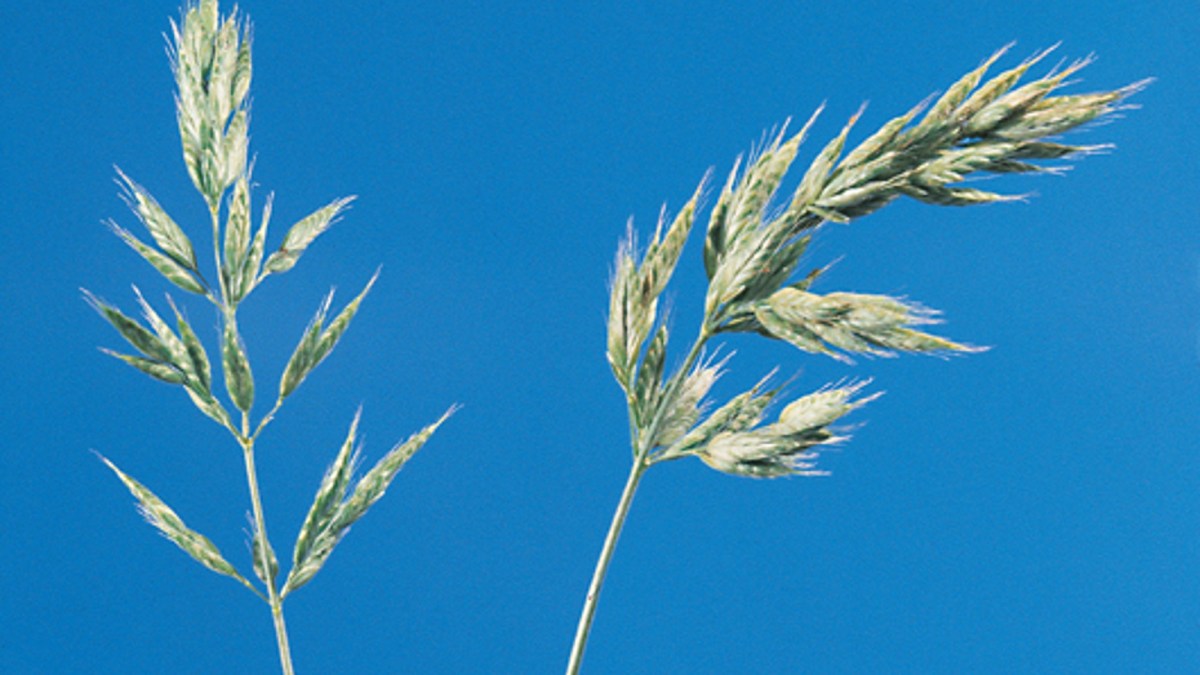 Brome species - Agricultural Solutions
