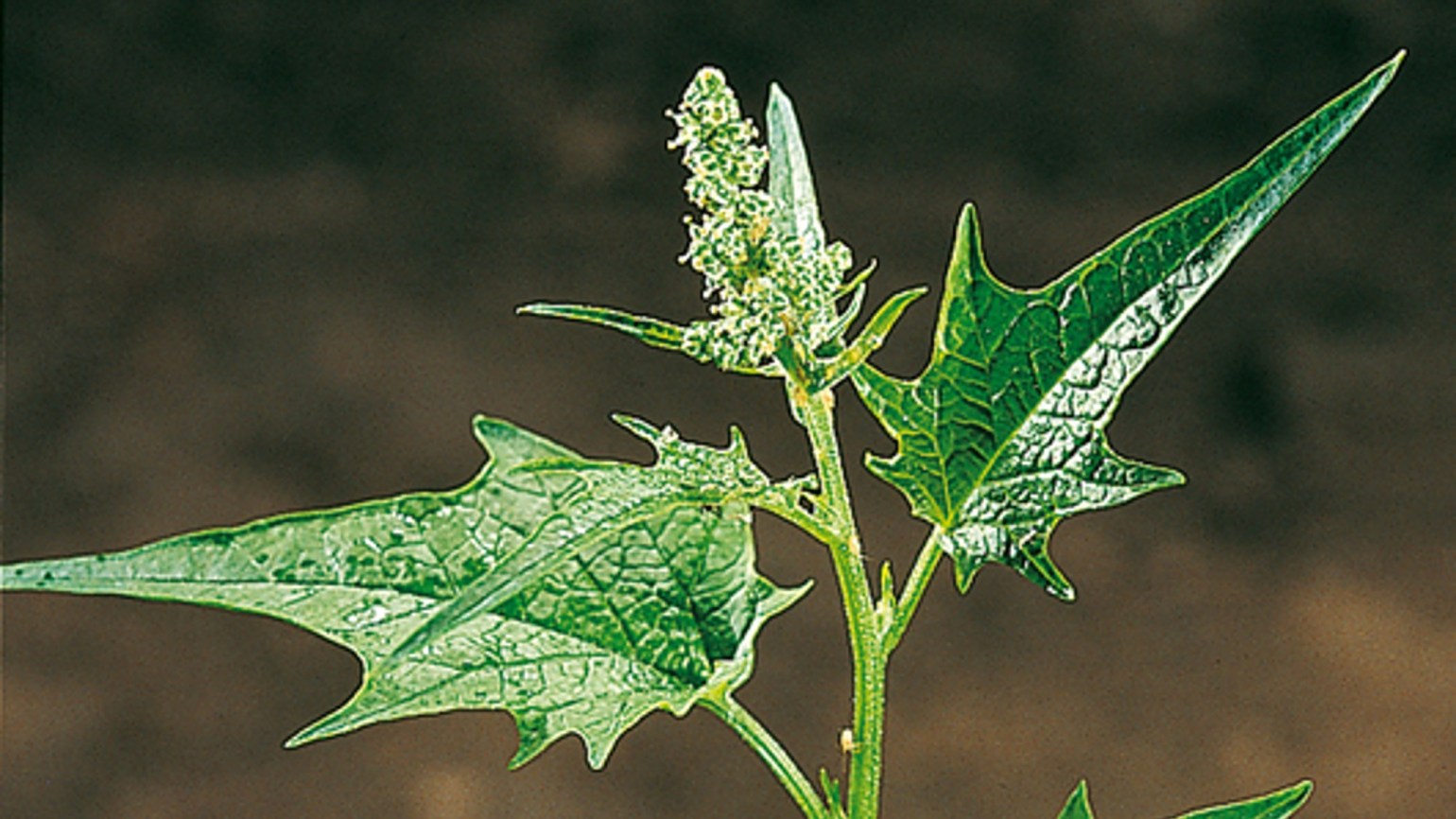 Goosefoot species - Agricultural Solutions