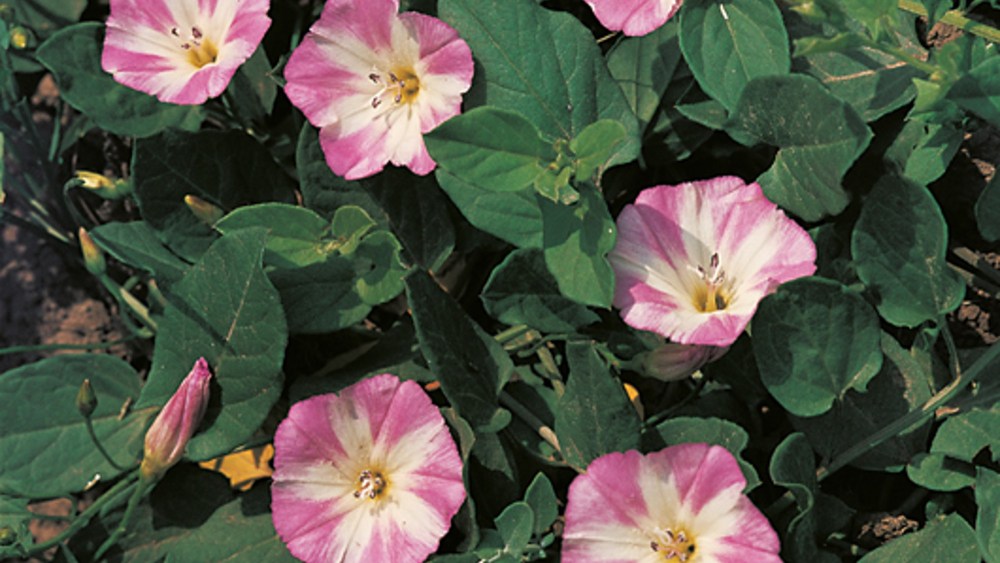 Bindweed species - Agricultural Solutions