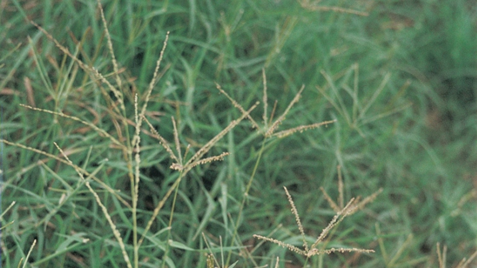 Bermuda grass - Agricultural Solutions