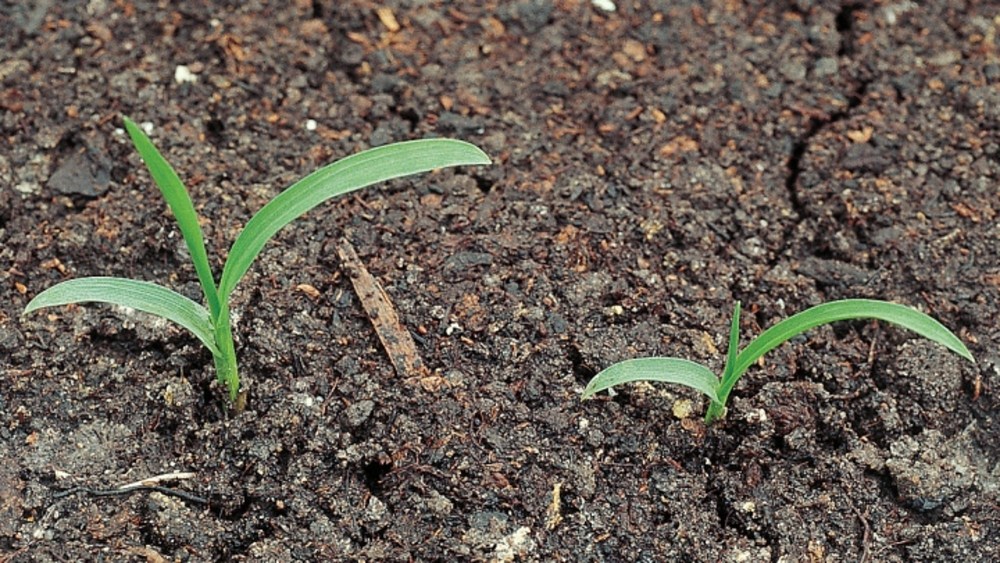 Common barnyard millet - Agricultural Solutions