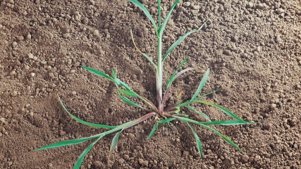 Common barnyard millet - Agricultural Solutions