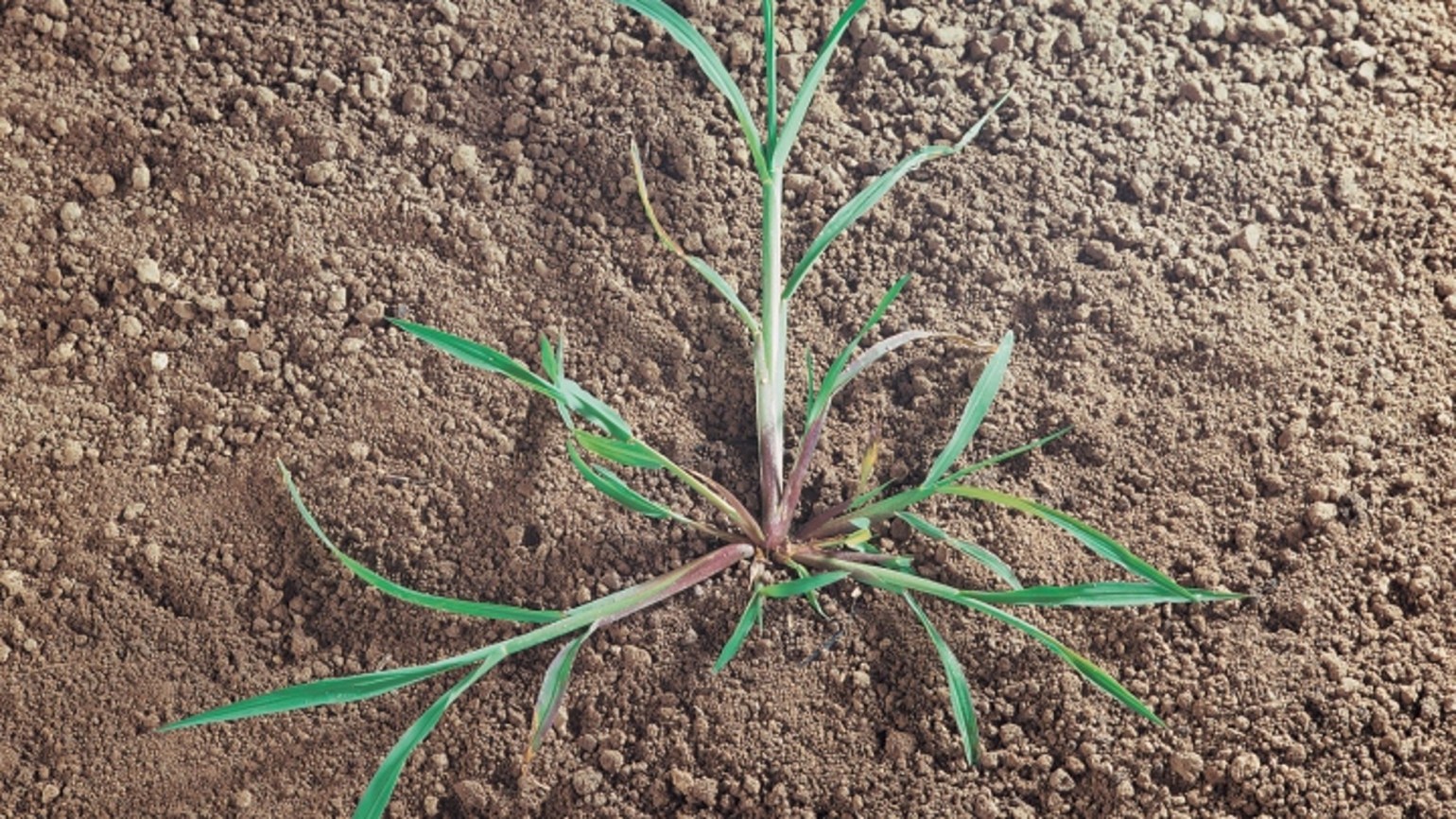 Common barnyard millet - Agricultural Solutions