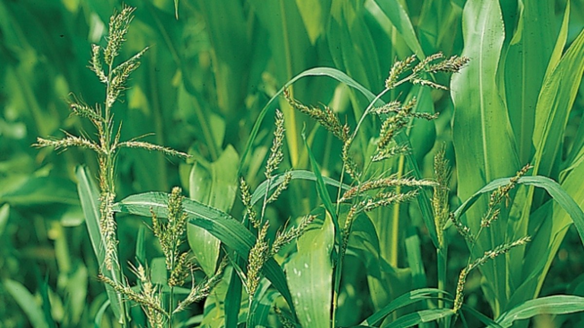 Common barnyard millet - Agricultural Solutions