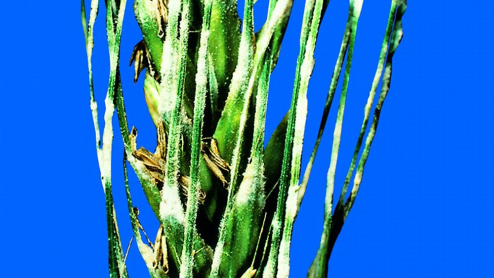 Powdery mildew (barley) - Agricultural Solutions