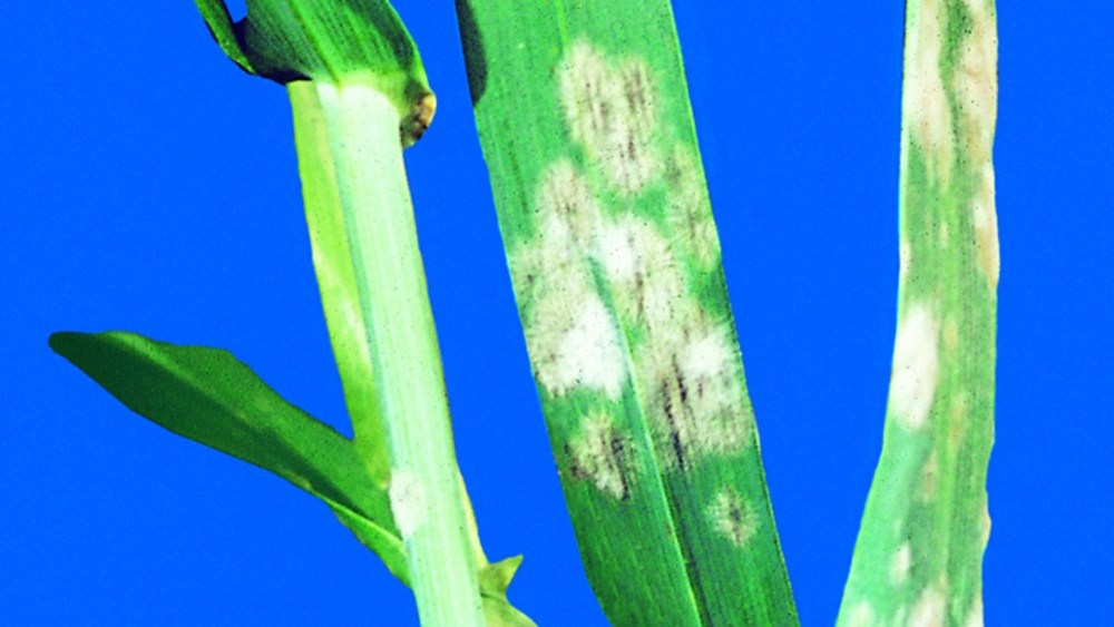 Powdery mildew (barley) - Agricultural Solutions